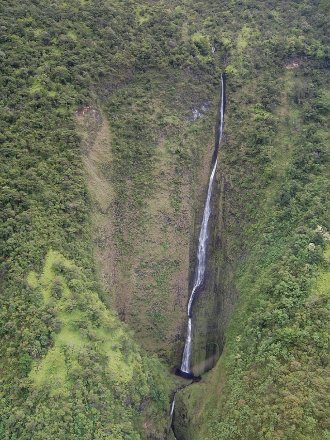 I'm In Hawaii - iminhawaii.com