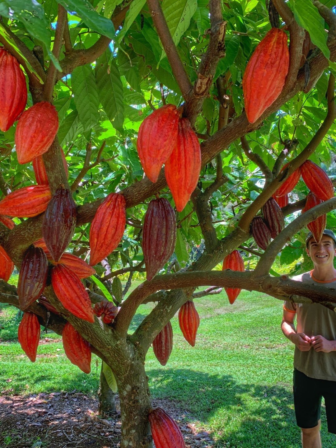 Chocolate Farms Big Island at William Biscoe blog
